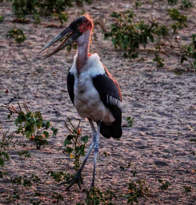 Is Chobe National Park Worth Visiting? Correct Answer Is Yes!