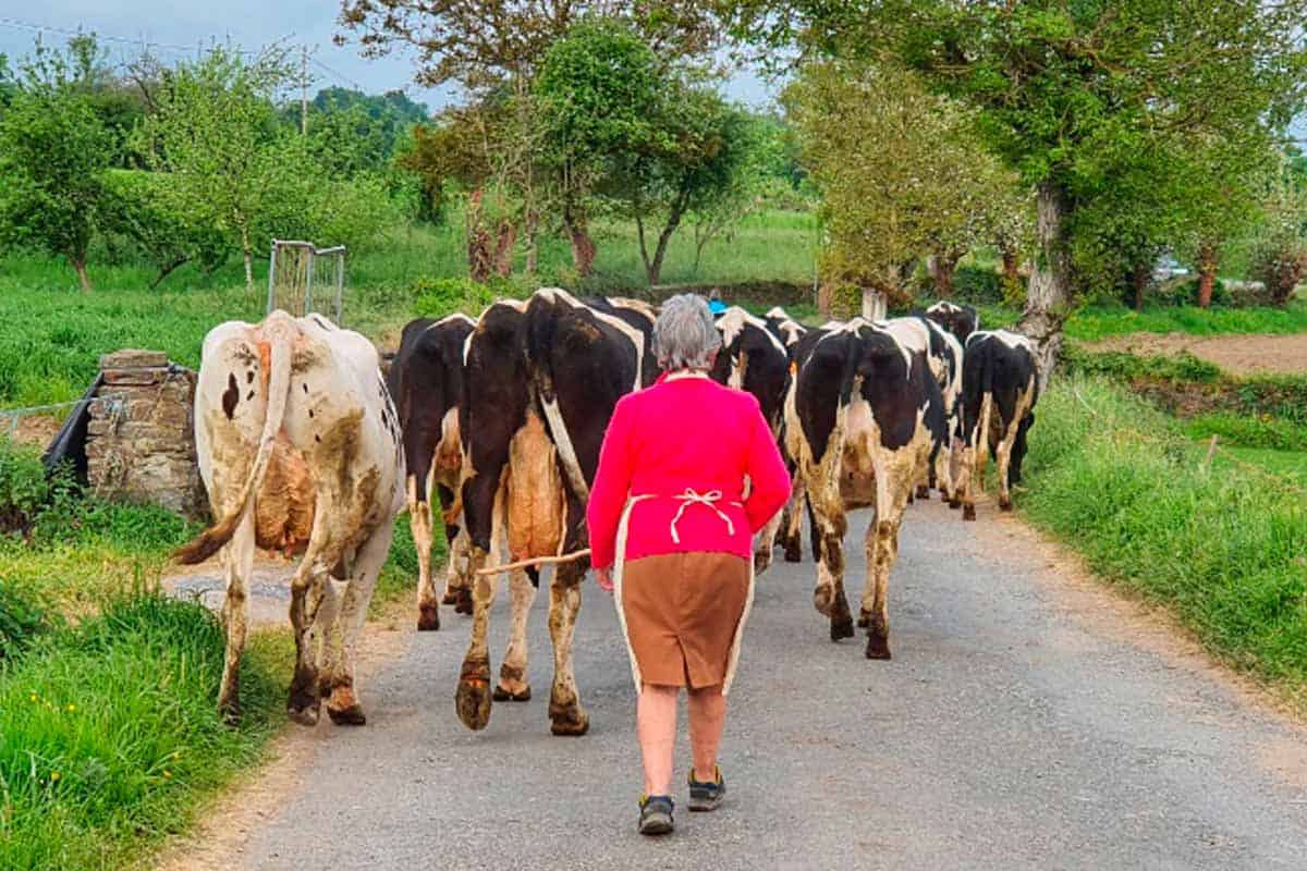 Camino De Santiago From Sarria: Walking The Last 100 Km
